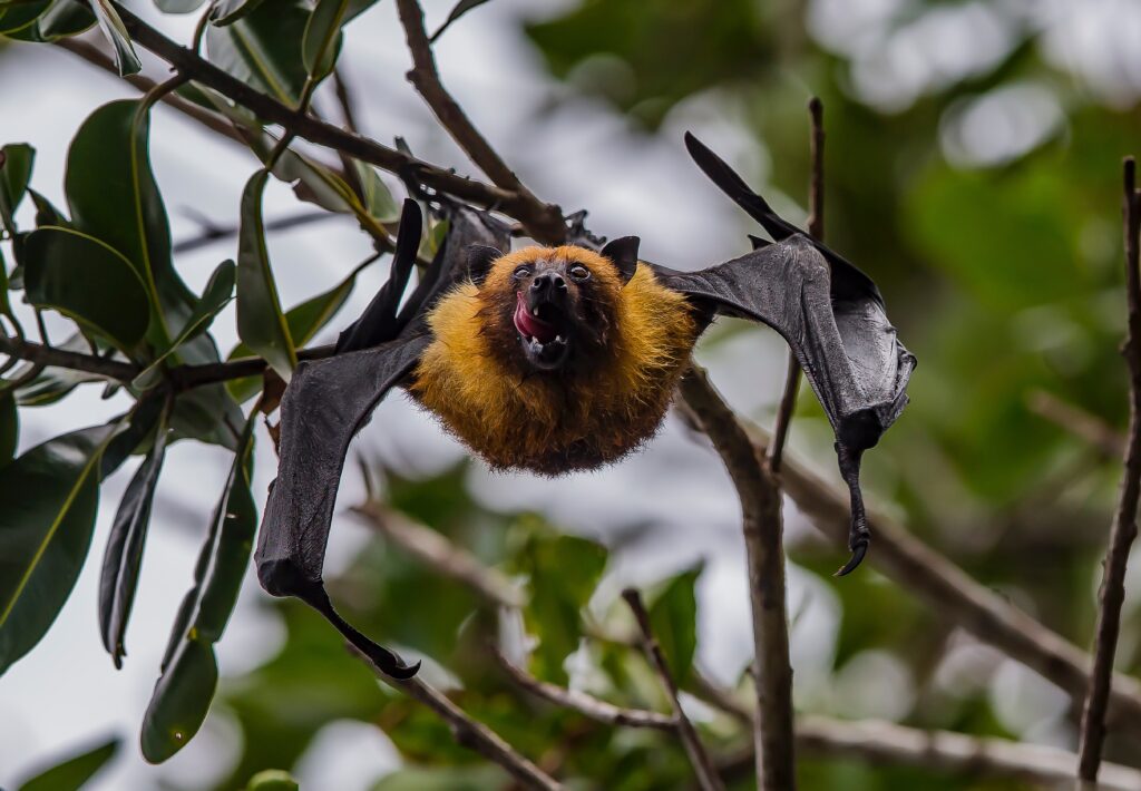 Bat removal in compliance with Virginia laws - Summit Environmental ...