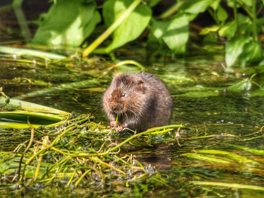 Tips For Trapping Voles - Summit Environmental Solutions