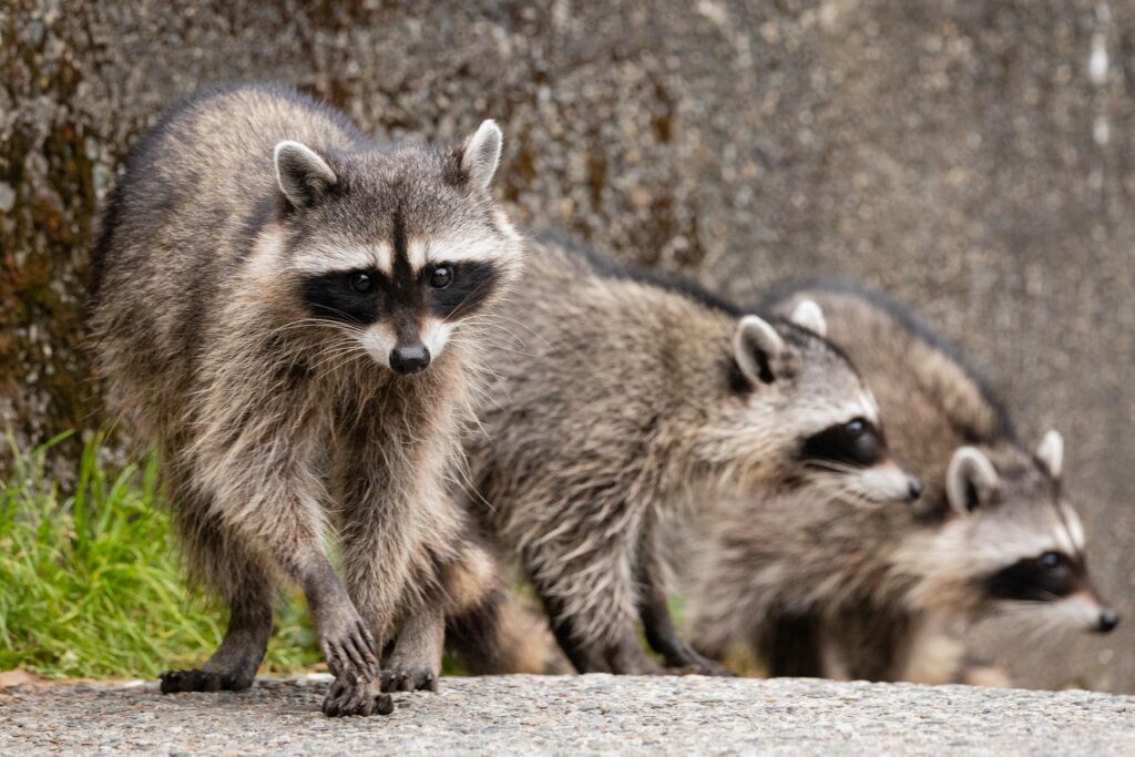 8 Things To Repel Animals - Summit Environmental Solutions