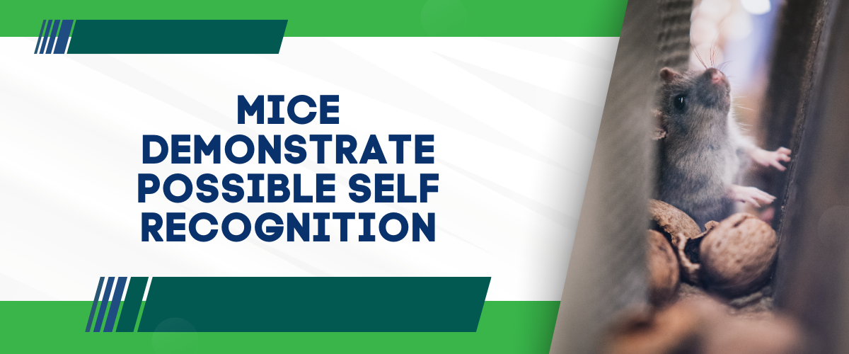 Mice Demonstrate Possible Self Recognition - Summit Environmental Solutions