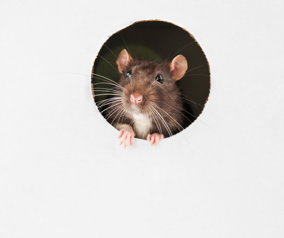 Mice Demonstrate Possible Self Recognition - Summit Environmental Solutions