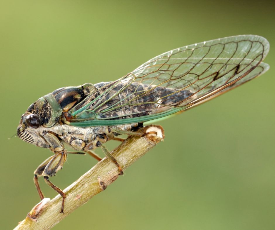 The 2024 Double Cicada Brood in Virginia - SES Blog