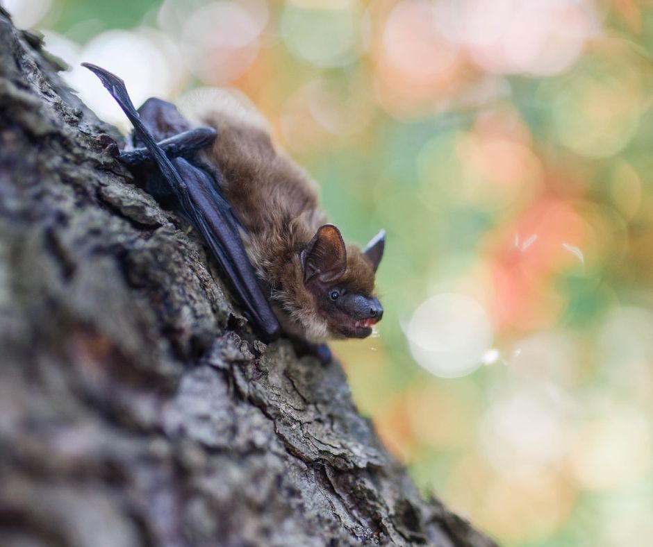 Humane Ways to Deal with Summer Bat Activity Around Your Home