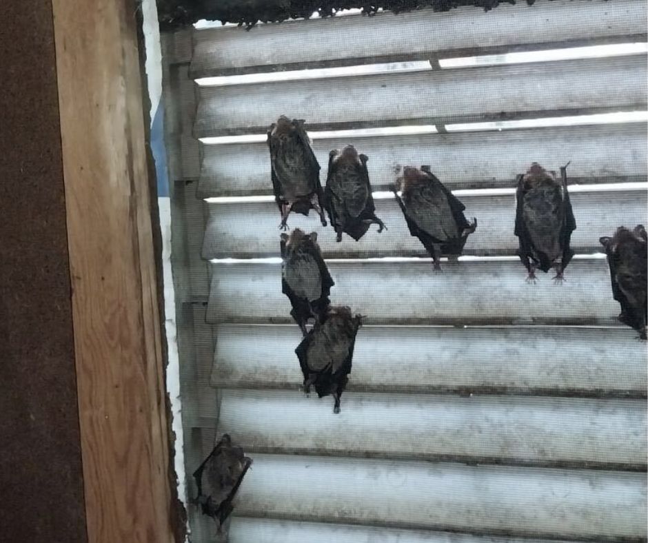Humane Ways to Deal with Summer Bat Activity Around Your Home
