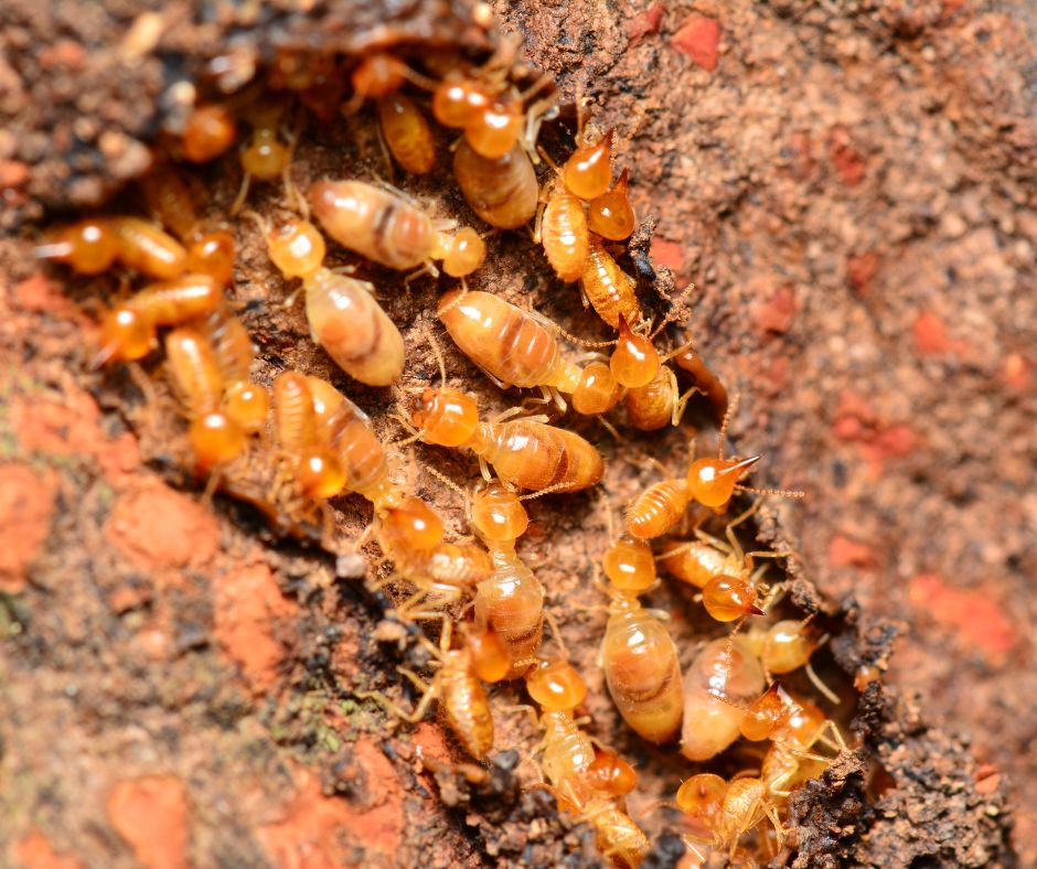 How To Prevent Termite Damage - Summit Environmental Blog
